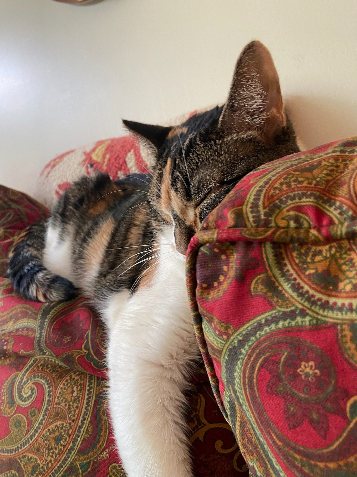 4th Episode …. The Adventure of the Calico Cat | by Patricia Beach | Medium