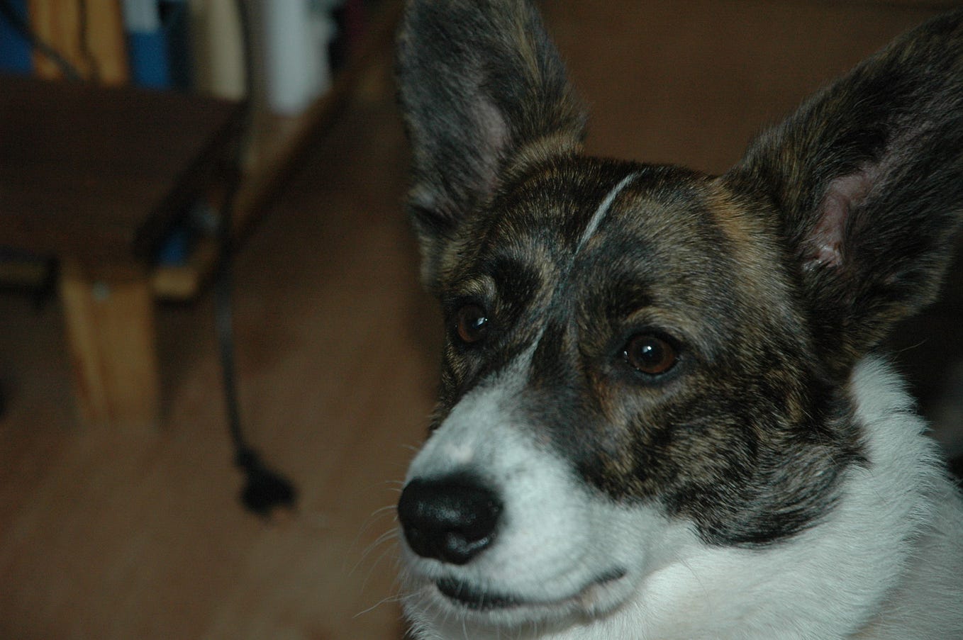 Cat’s rules for puppies!. I know it is not a very Christmassy… | by Rusty Welsh Corgi | Medium