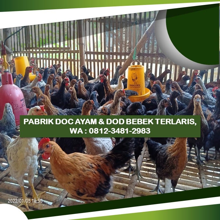 BERKUALITAS, PABRIK DOC AYAM PEJANTAN | LAYER | BROILER | JOPER ...