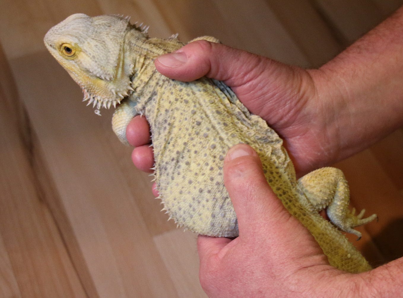Animal Osteopathy. Its origins and growth | by Tony Nevin | Creatures ...