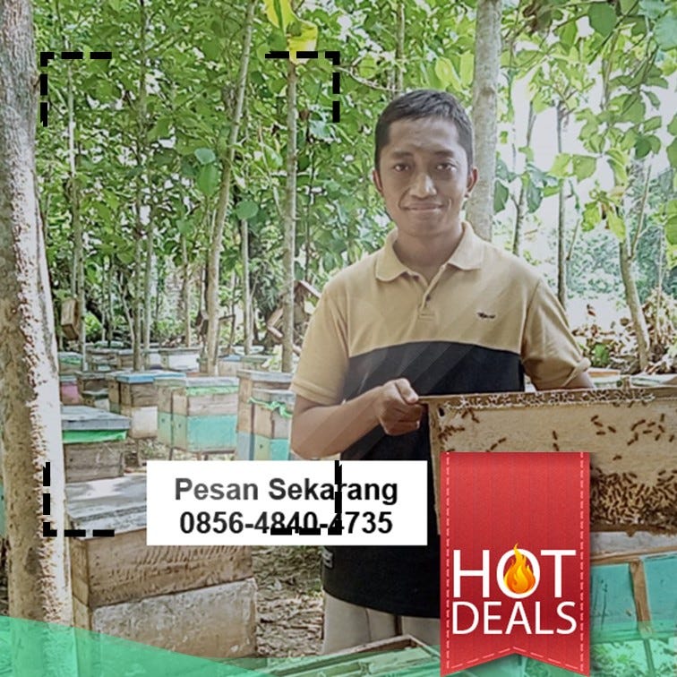 CALL 0856–4840–4735 Pusat Perkulakan Supplier Madu Sarang Lebah ... CALL 0856–4840–4735 Pusat Perkulakan Supplier Madu Sarang Lebah ...