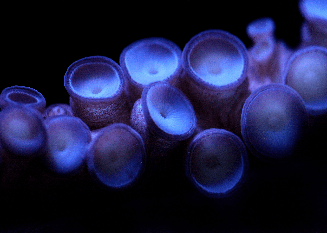 Introduction to Biomimicry. What Is Biomimicry? | by Biomimicry in ...