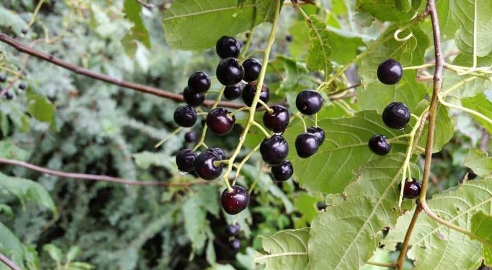 Охид хөвгүүдийн ялгаа сурлагад нөлөөлдөг By テヌーン Medium