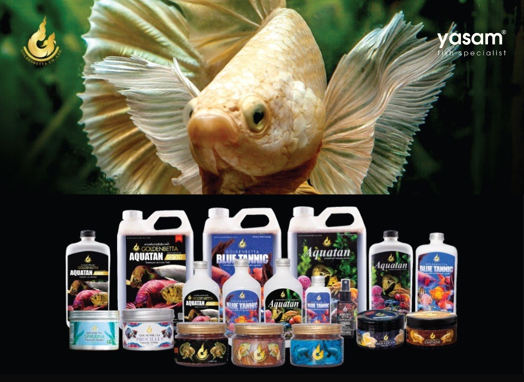 The Only Guide for Breeding Betta Fish (Detailed) | by Yasam Pets ...