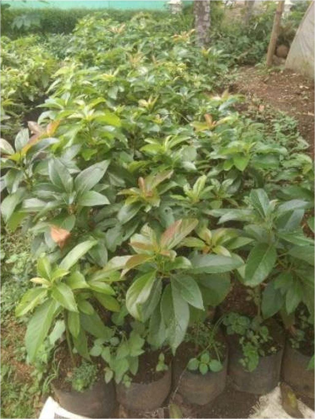 Bibit Tin Kuning Cepat Berbuah Dan Mudah Perawatan Tanaman Buah Jumbo ...