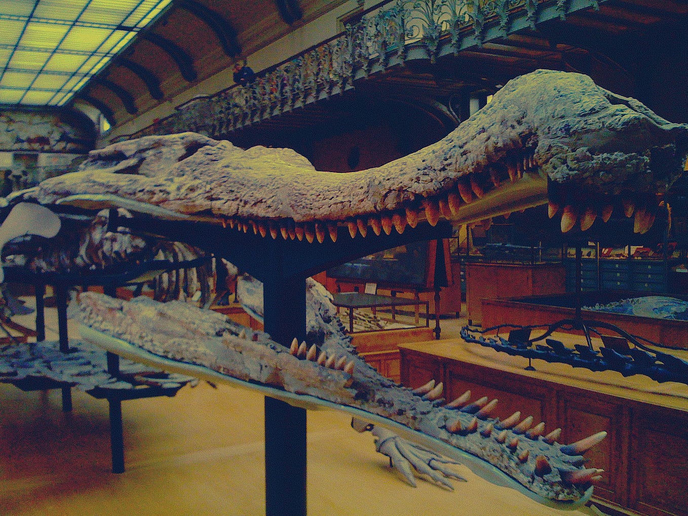 Sidersaura marae is the first dinosaur paleontologists named in 2024 ...