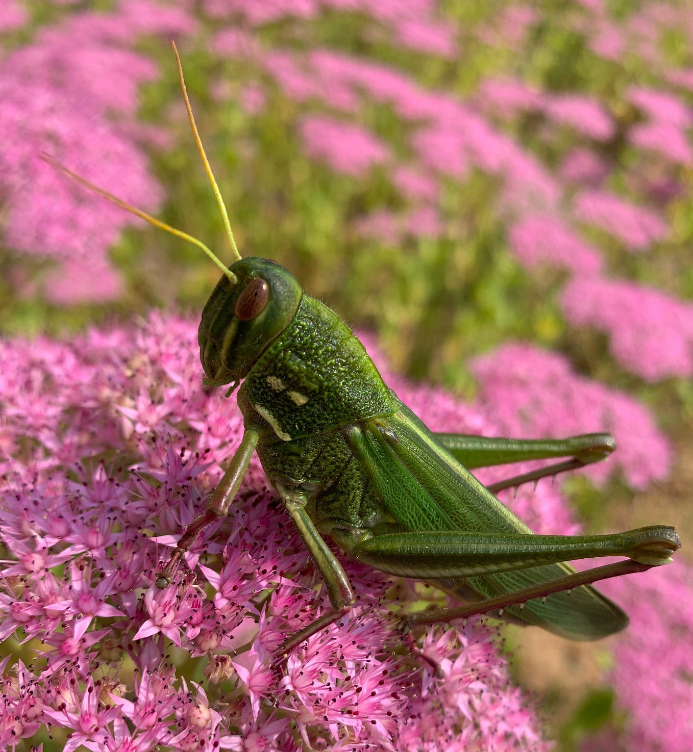 April Fools’ Day Continues — with Taily Day | by Janis Hunt Johnson ...