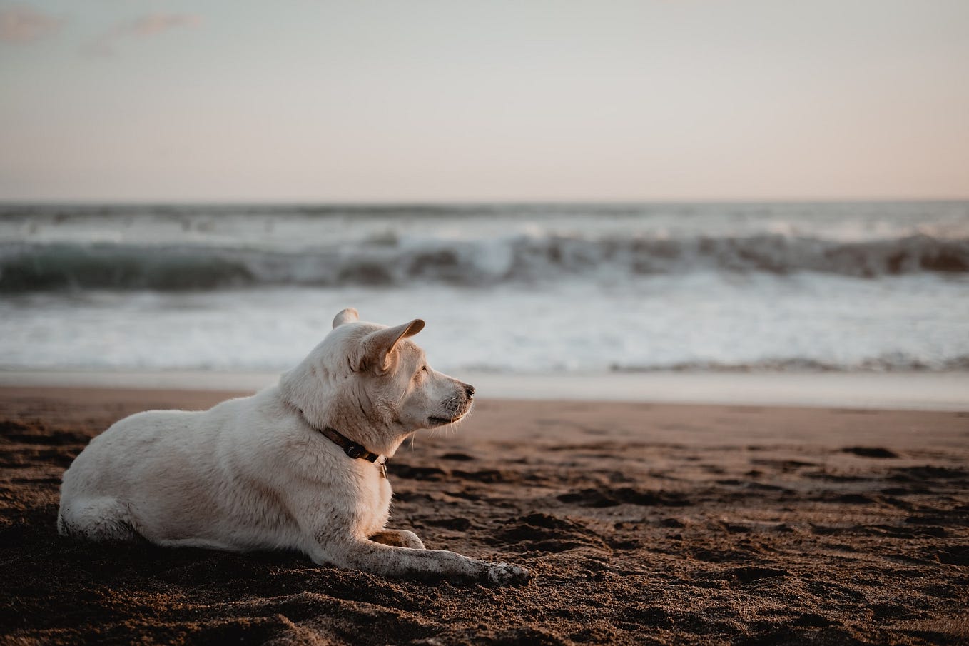 7 Animals That Sum up Bali. When you think of Bali, you probably… | by The Wired Wanderer | Bali ...