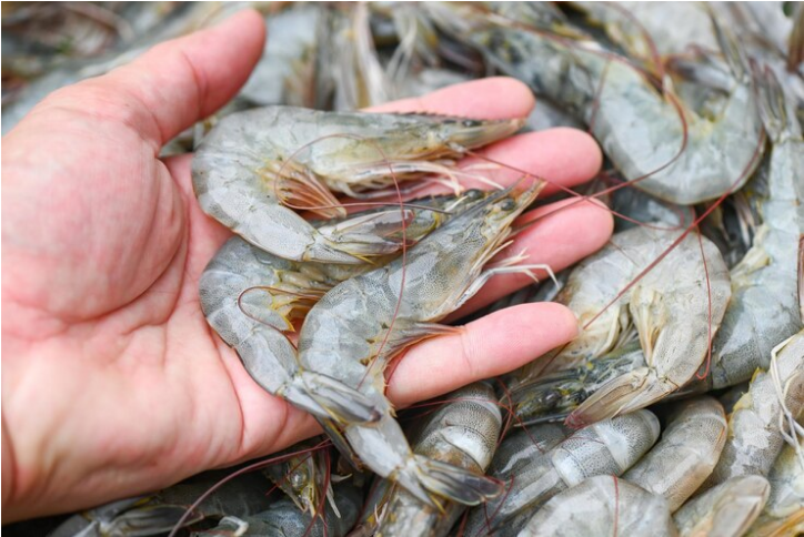 Exploring the Biggest Shrimp Exporters in the World | by Megaa Moda ...