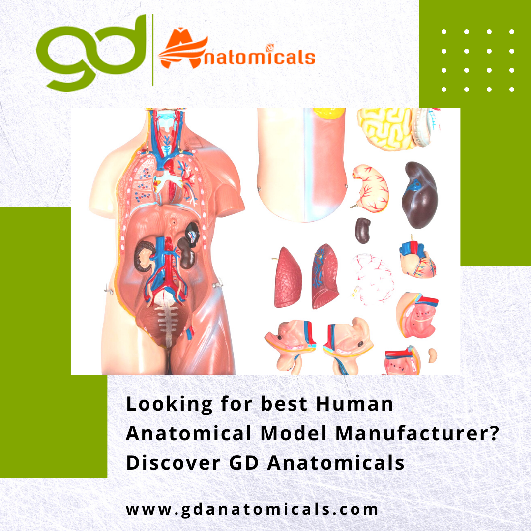 What Makes GD Anatomicals the Leading Provider of Anatomy Models for ...