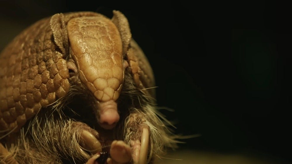 Who Runs the World? Exploring the Most Popular Animals on the Planet ...