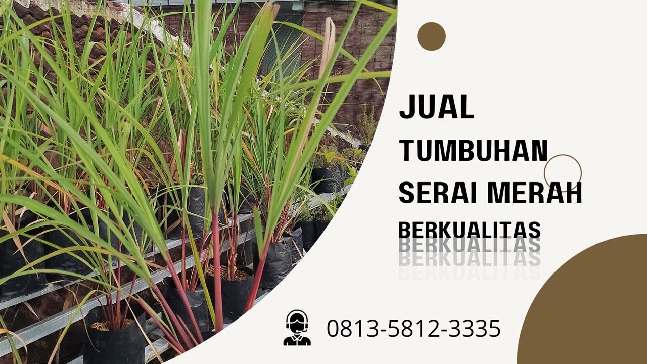 FRESH,WA 0813–5812–3335, JUAL TANAMAN SERAI MERAH MALANG - Tanaman ...