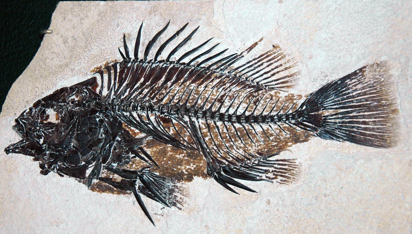 When did Homo sapiens arrive in Australia? | by Mattia Papàro (Appesi a ...