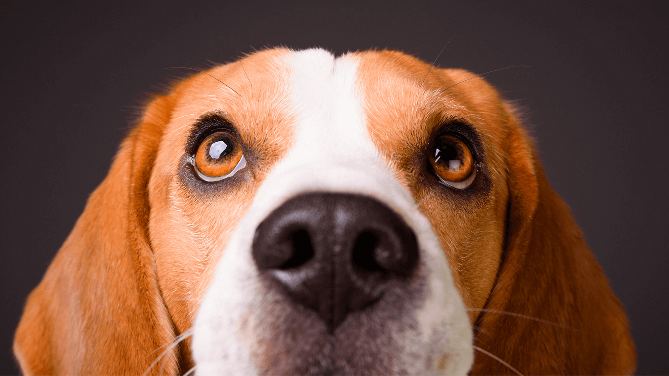 Understanding Canine Emotional Intelligence: How Do Dogs Express ...