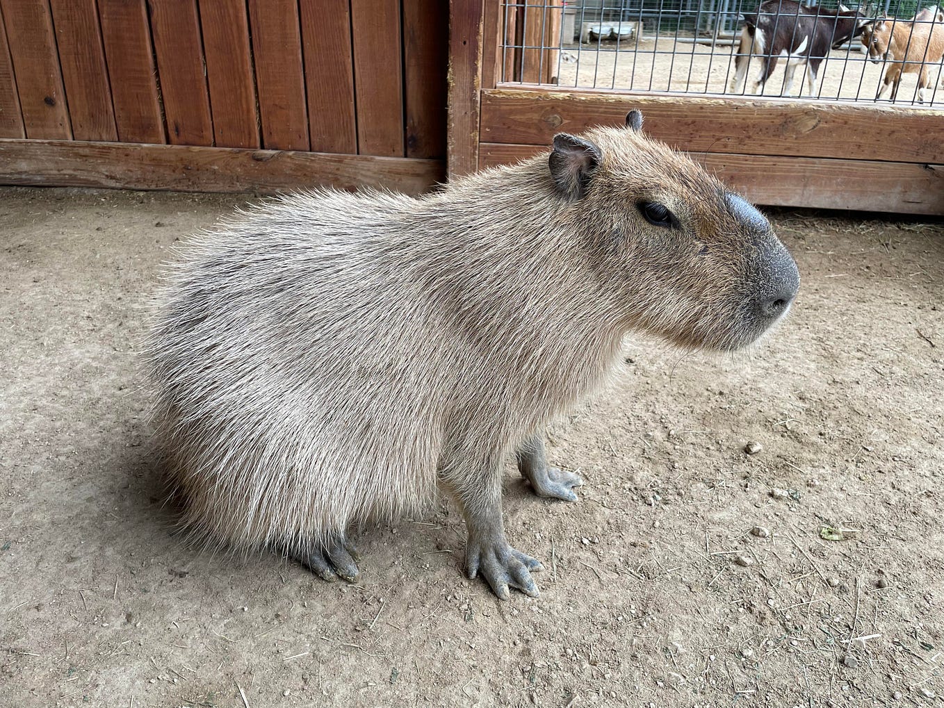 Phyrne of Thespiae. Born Mnēsarétē (meaning “commemorating… | by Chad ...