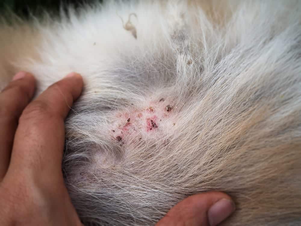 The Liability of a Police Department in the Event of a Dog Bite During ...