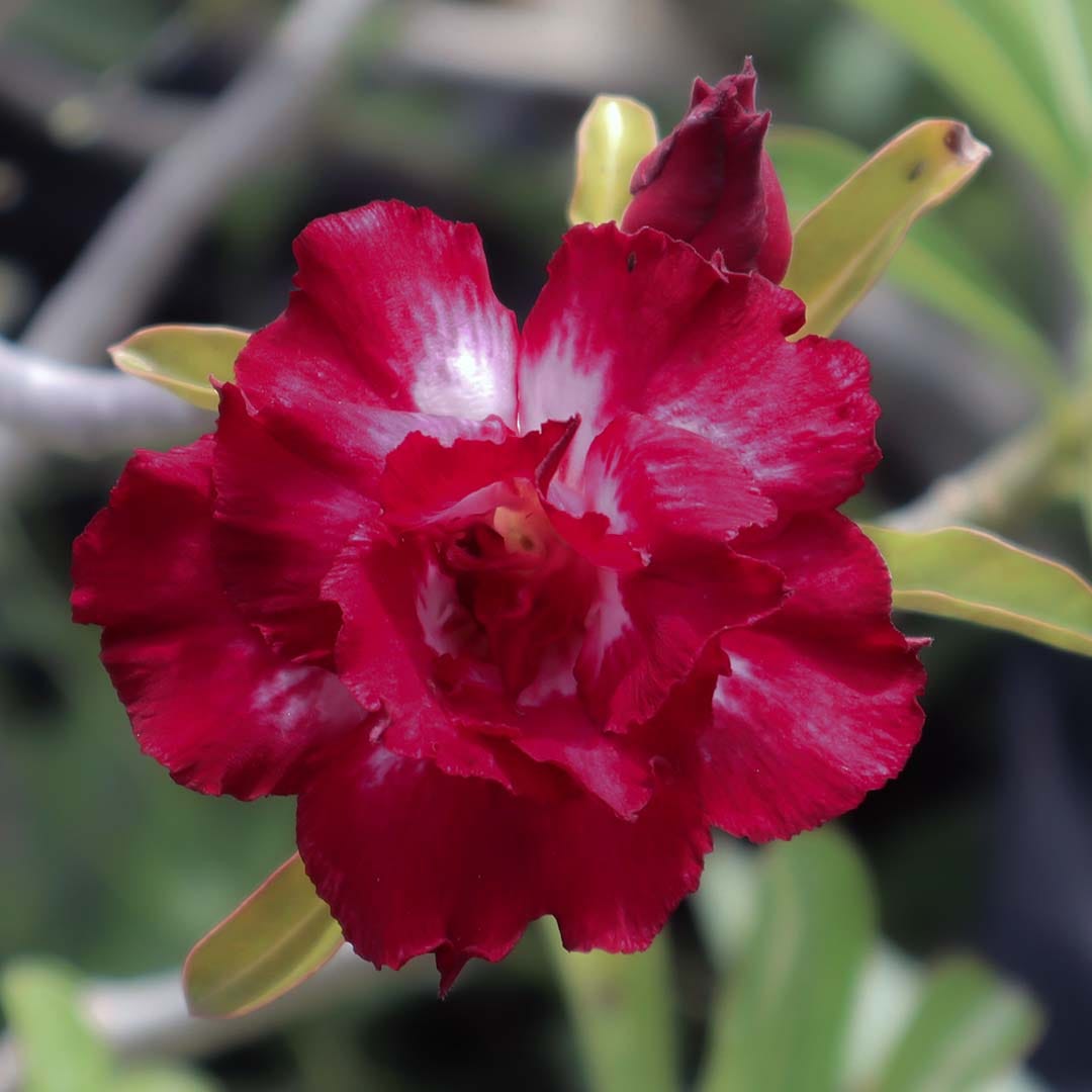 Adenium sweet heart. Buy the Adenium Sweet heart from Santhi… | by ...