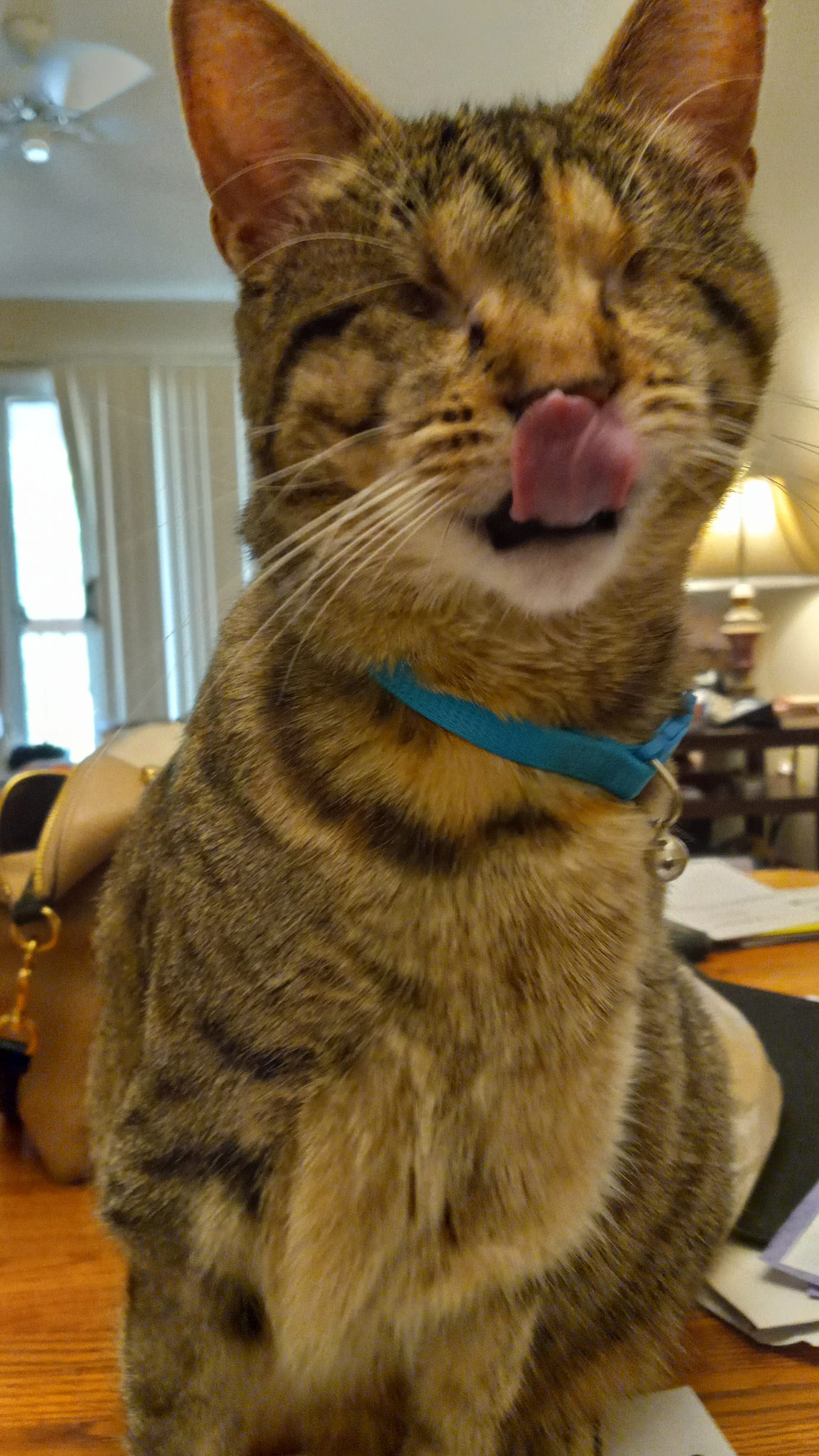 My Cats’ Habits Change Like The Seasons | by Nancy Parish | Catness ...