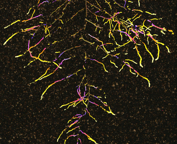 How do plants make spiral patterns? | by eLife | Roots and Shoots | Medium