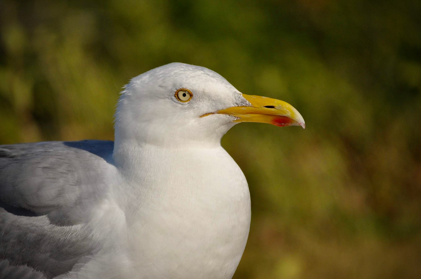 Build a Password Generator Using Python | by Chirayu Nimonkar ...