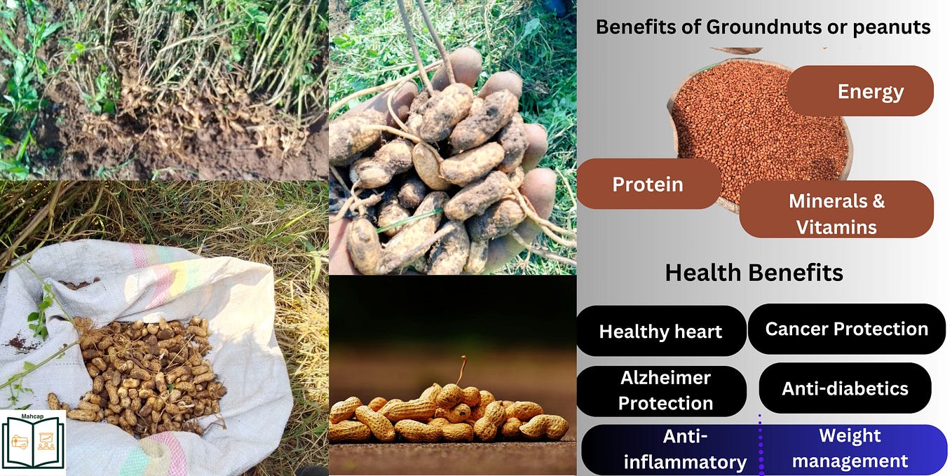 Types, Uses, and Benefits of Yam - Mahcap - Medium