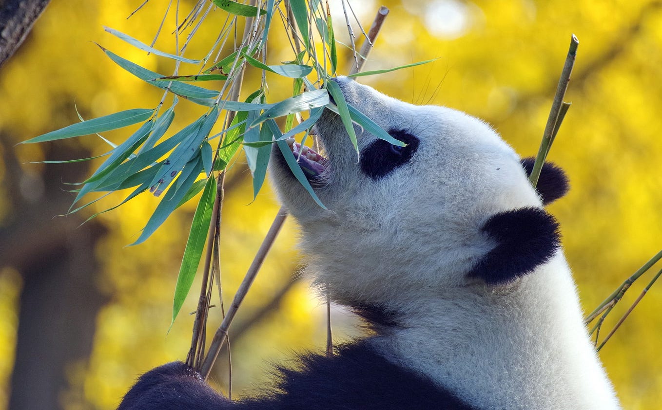 Tips And Tricks For Loading Excel Spreadsheets Into Pandas Dataframes