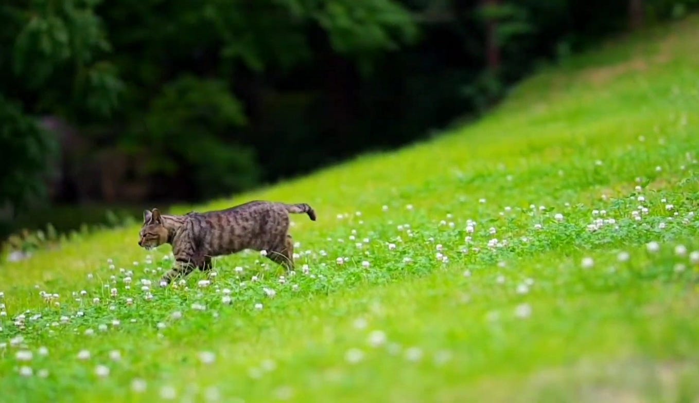 Hashikuraji Temple - Shintoism Buddhism and Cat - Medium