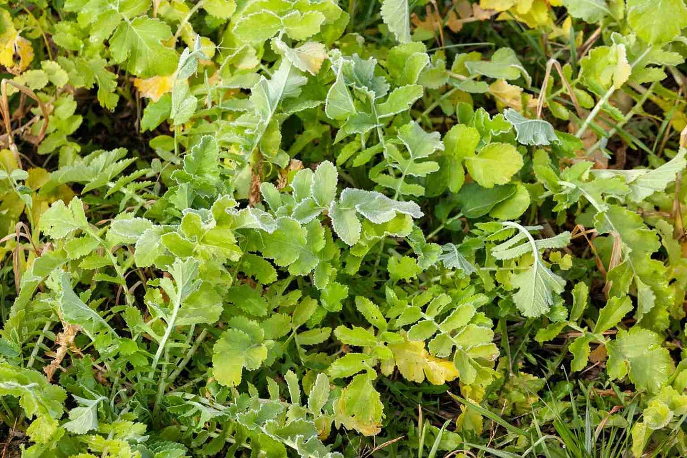 FALL COVER CROPS FOR ALBERTA: WHAT WORKS AND WHAT DOESN’T | by Hansen ...