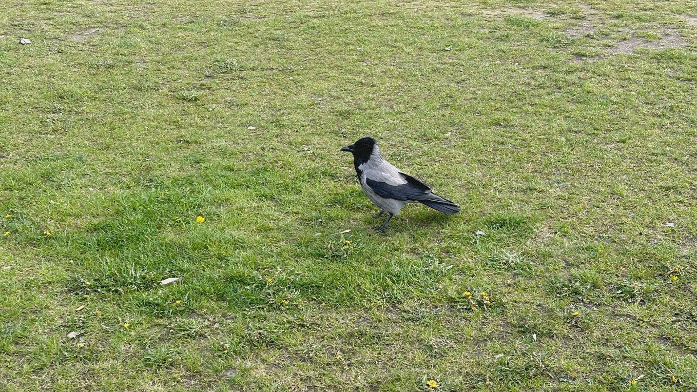 Sodalite in Summer - zeitgeist - Medium