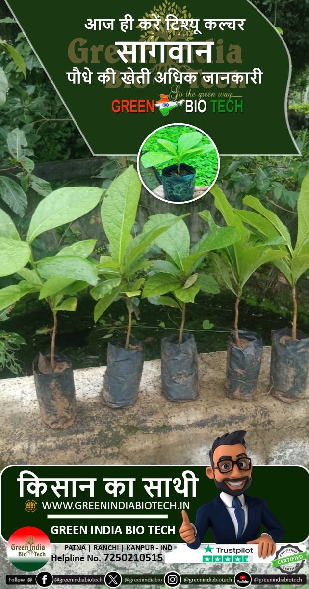 Mahogany Tree Farming in Bihar | Wholesale Mahogany Plant Company in ...