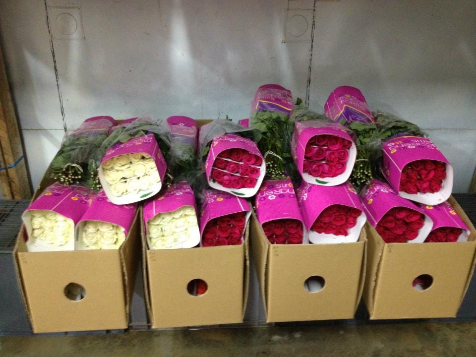 Colombian Freedom Roses | by Macarena Farms | Medium