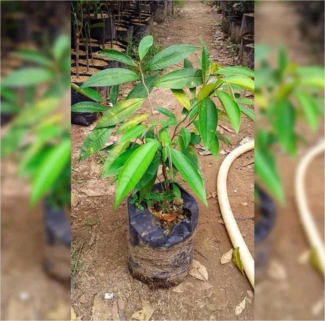 Pohon Durian Tinggi 1 Meter Bibit Buah Lay — Lai Okulasi Ready Stock ...