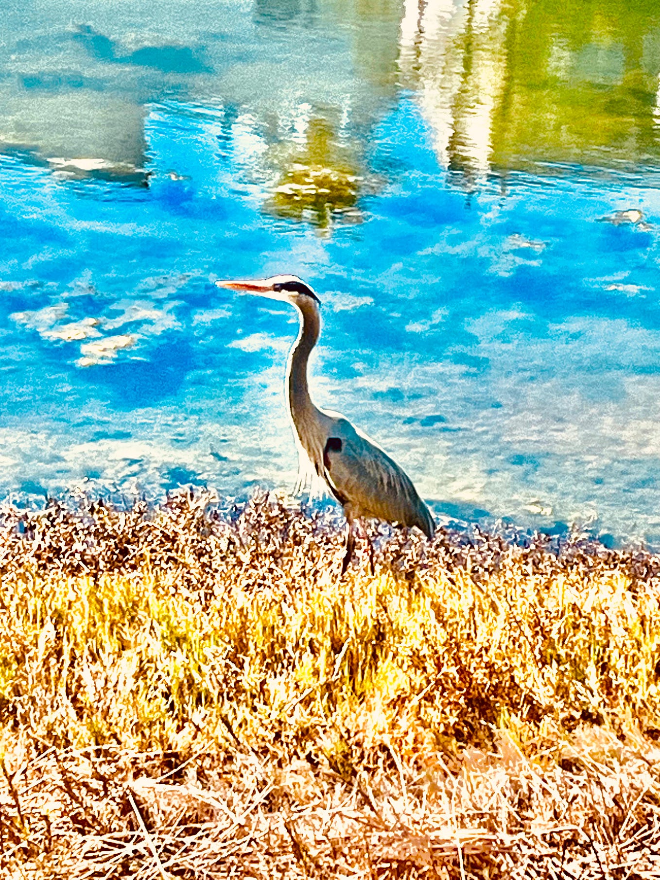 This is what Albert Einstein's desk looked like on the day he died | by Cappelli, MFA, JD, PhD ...