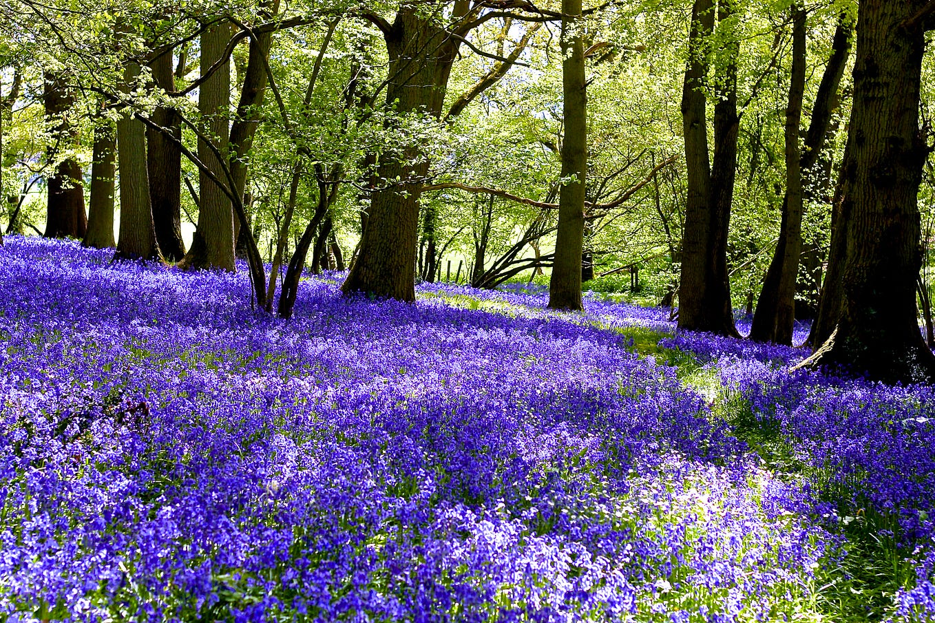 A lovely poem. It’s such a short season,especially here in the UK ...