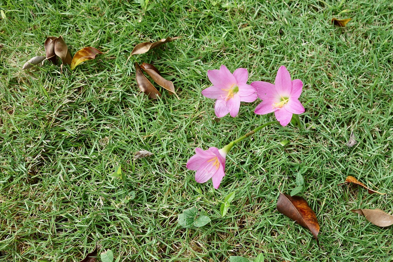Weeds Galore. Meet the weeds in my garden | by Jean Crawford Evans 🧙‍♀️ ...