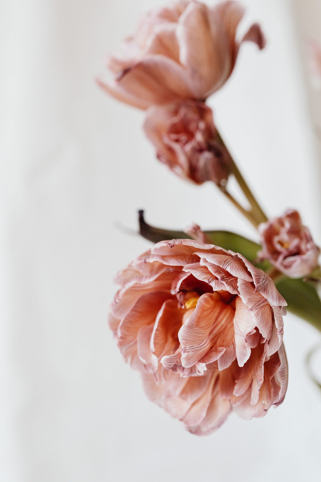 The Art of Elegance. A bouquet, a charming arrangement of… | by Petal ...