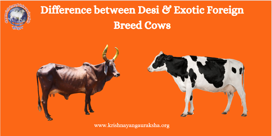 Caring for Our Sacred Cows: A Mission of Compassion and Duty | by ...