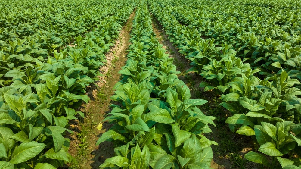 Mastering Tobacco Curing Methods. Methods for drying tobacco are an ...