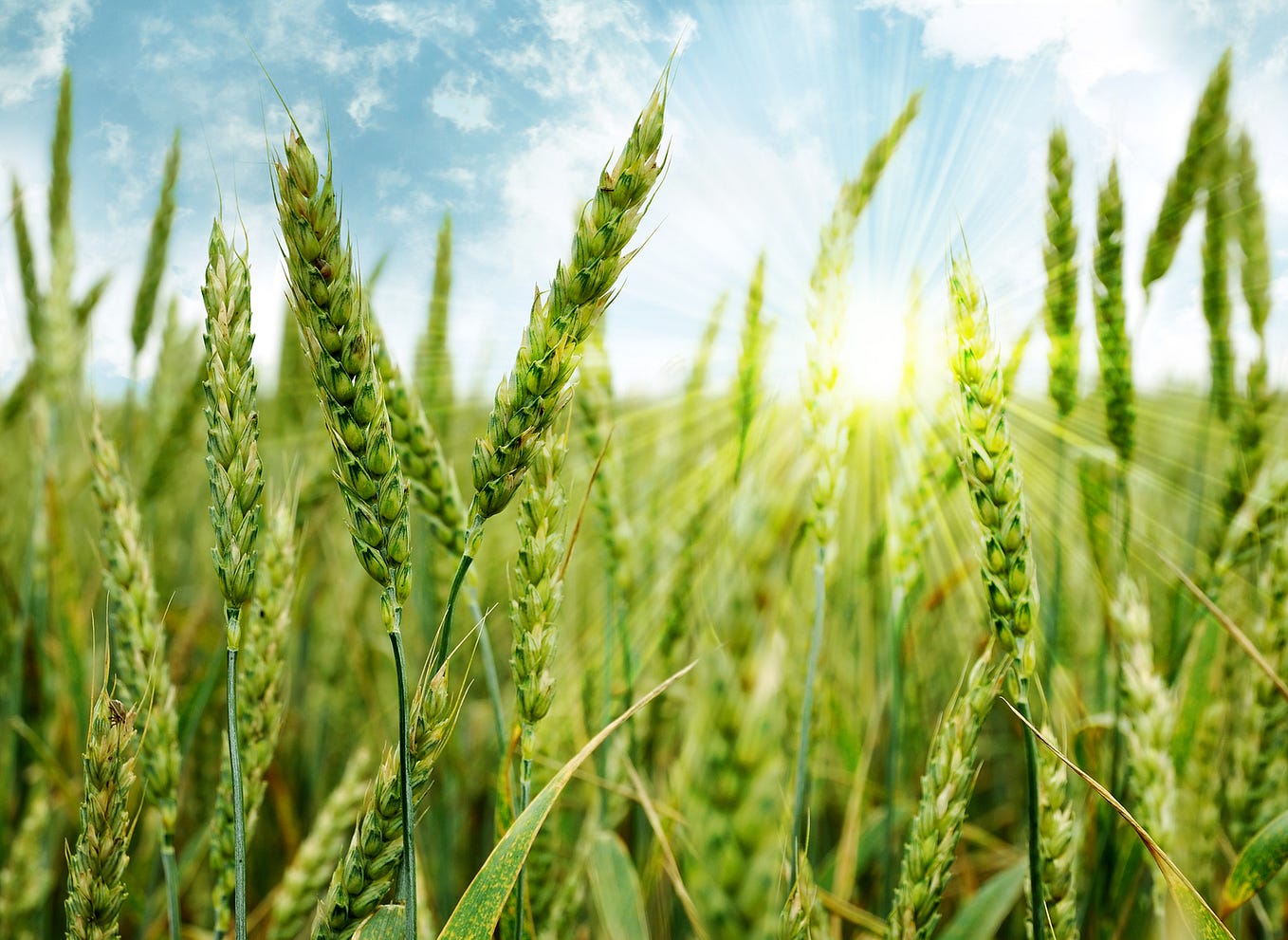 Star constellations & agriculture | by Harvesting’ Blog | Harvesting ...