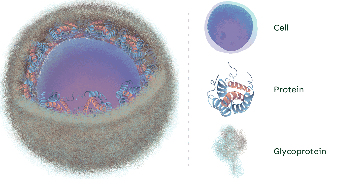 Why we look at Glycans. Our body is a result of a beautiful… | by ...