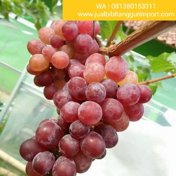 LANGSUNG PETANI ! CALL: 0813–8015–3311 Distributor Pohon Anggur Cepat ...