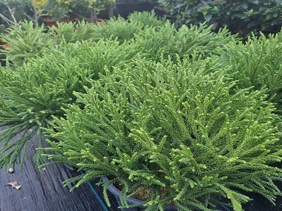 Buy Trees For Garden In Dublin | Decoplants.ie - Decoplantsie - Medium