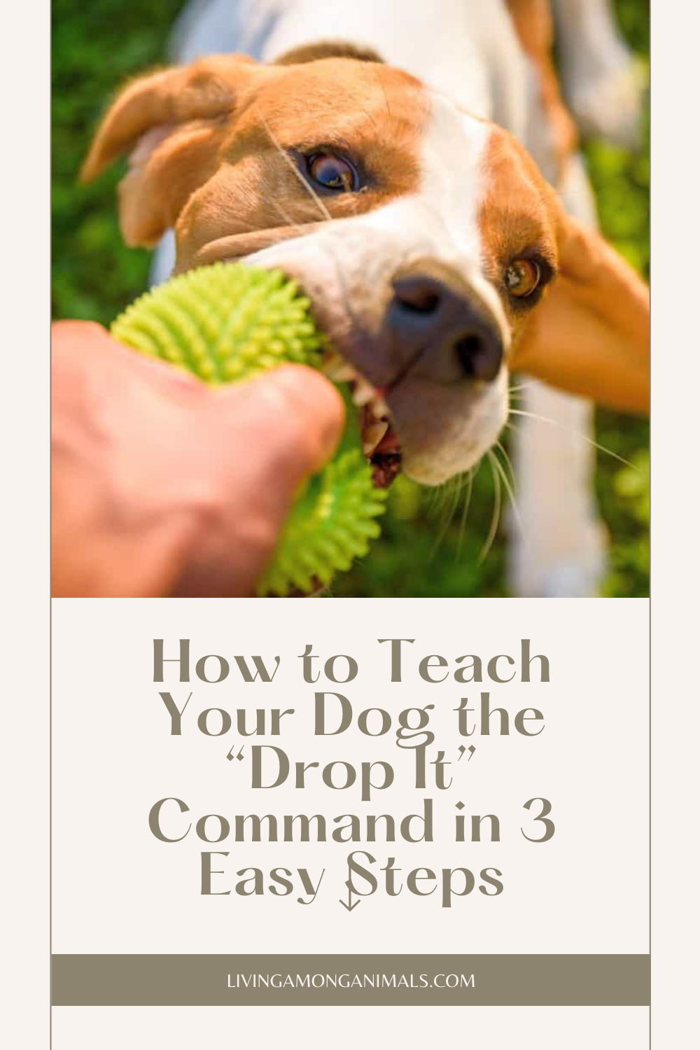 9 Easy & Unique Dog Tricks for Beginners - Livingamonganimals - Medium