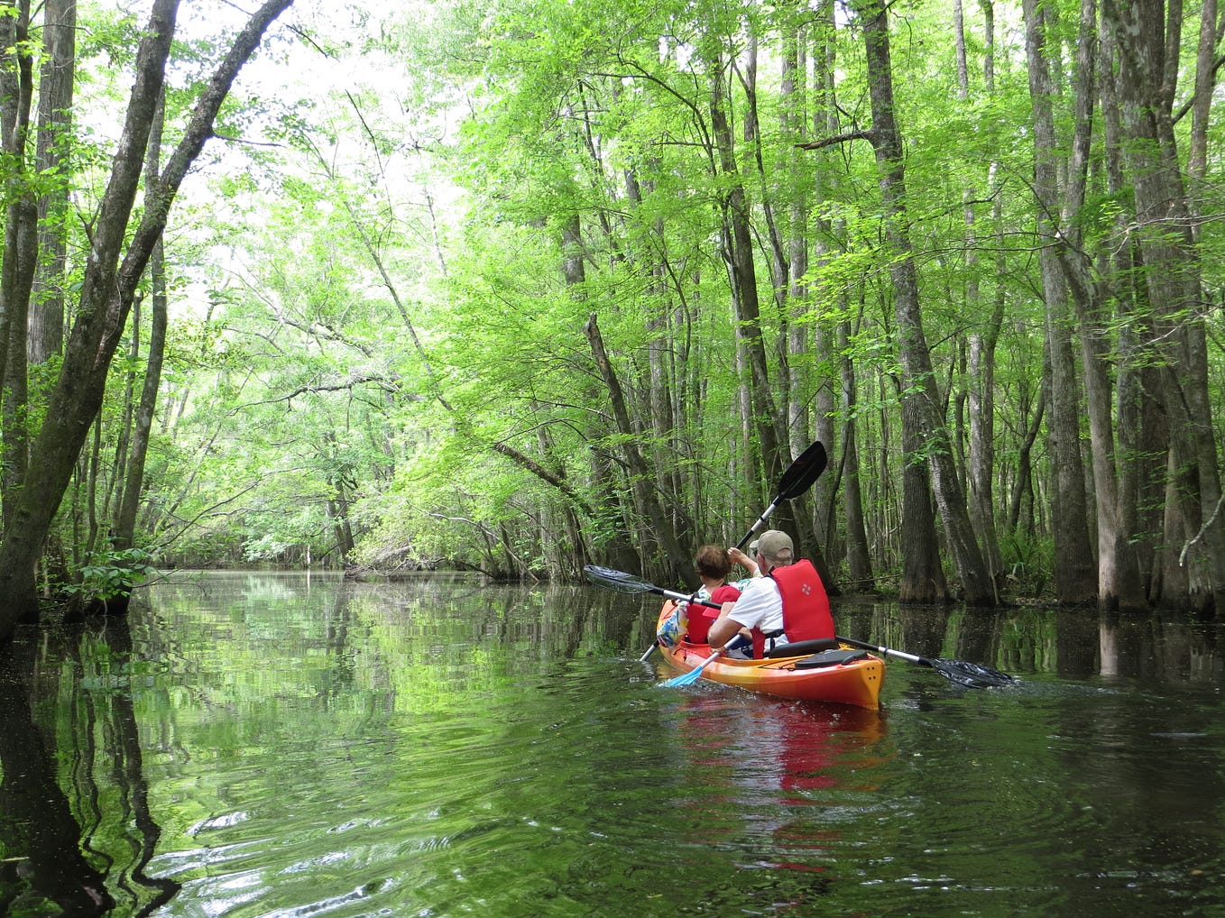Southport Kayak Tours. 3 Hr Blackwater Cypress Kayak Adventure… | by ...