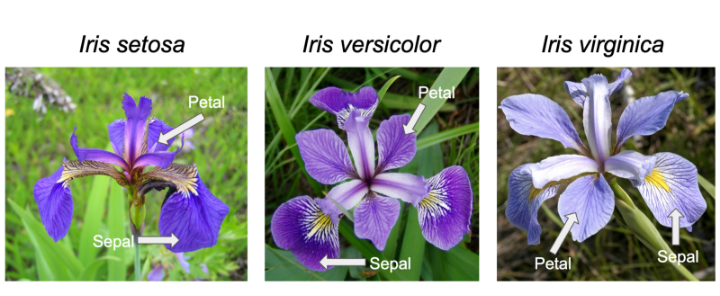 Iris Flower Classification using KNN | by Shubh Mehta | Medium