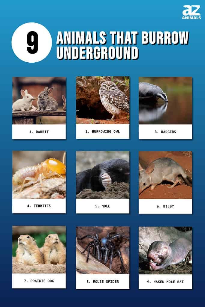 Top 10 Brainiest Animals. Animals, of course, are completely… | by ...