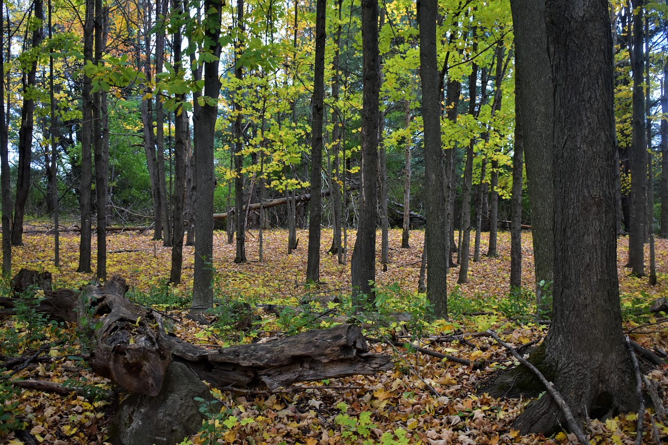 The Power of a Backyard. I never realized how great it was to… | by Matti Gleason | Medium