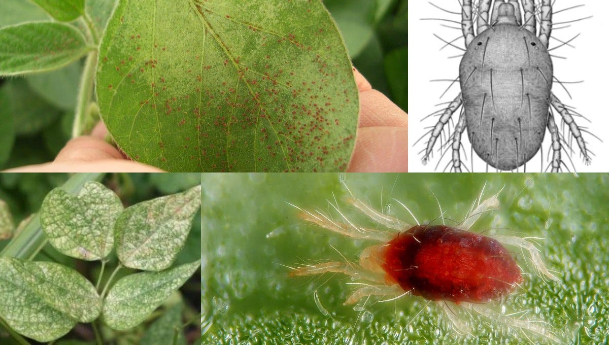 The Structure and Operation of an Automobile: Detailed Analysis of ...