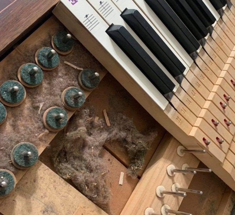 Get To Know Our Technicians. Our Registered Piano Technicians have… | by Vanguardpianoservice ...