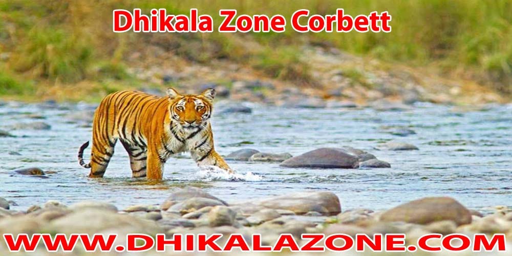 Jim Corbett National Park - Dhikala Zone - Medium